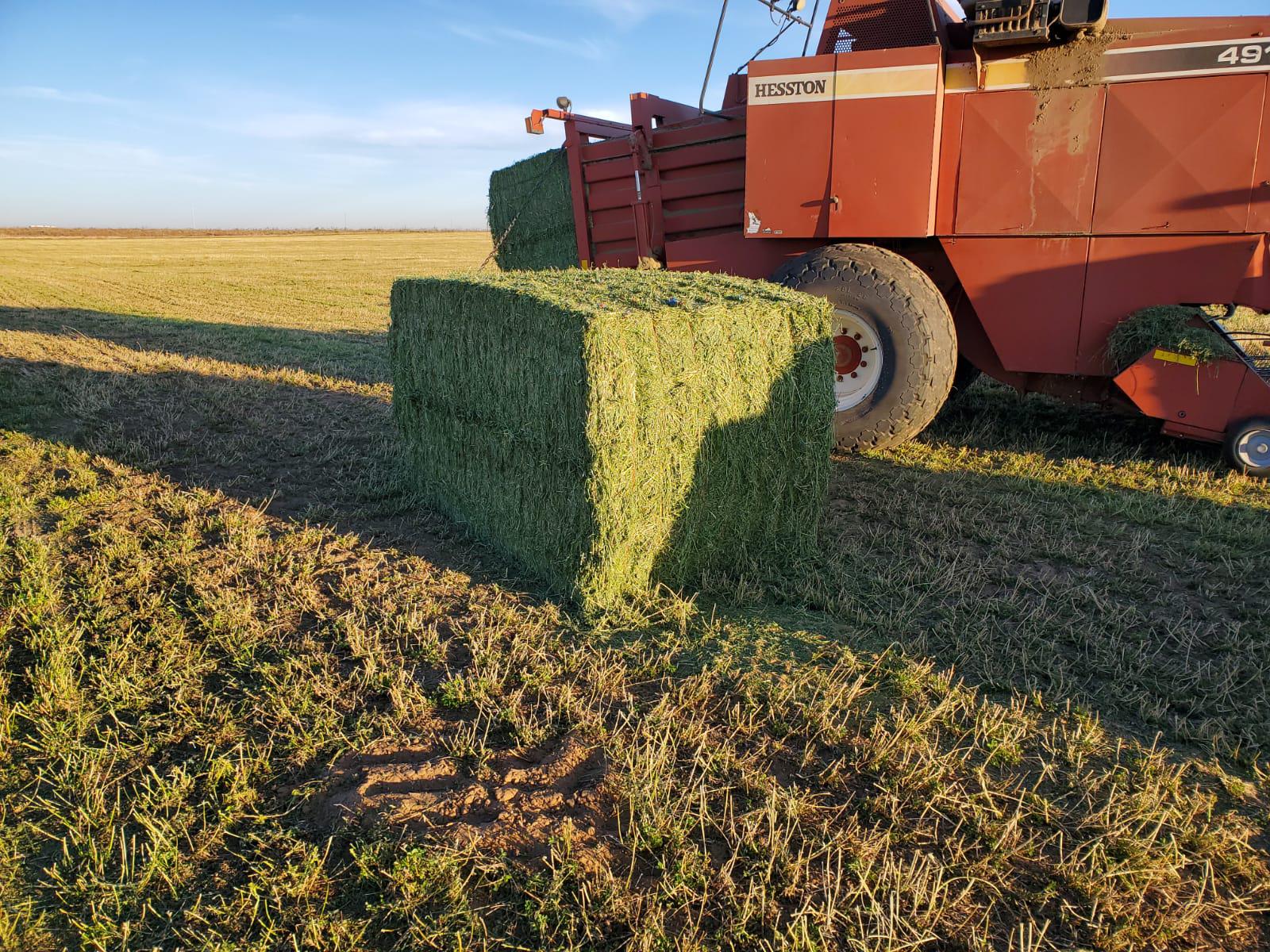 Large Square Alfalfa / Alfalfa Bales near Slater, Iowa - Hay Bales ...